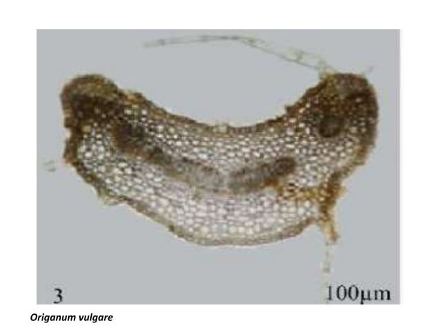 Anatomy of petiole | PPTX