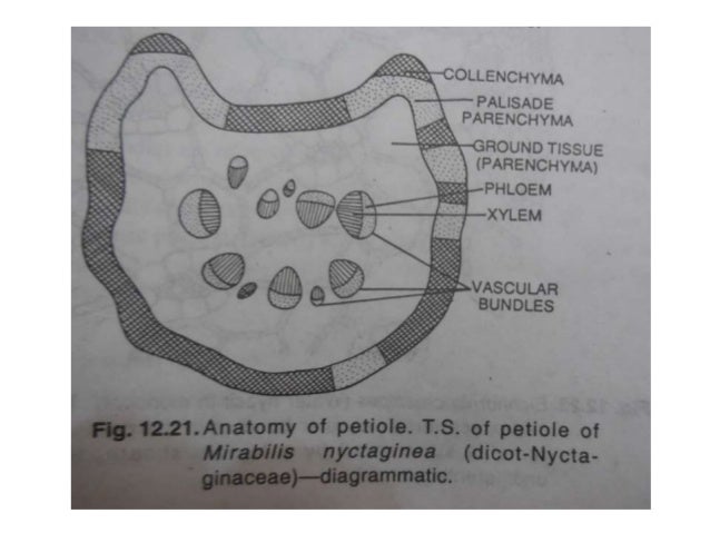 Anatomy of petiole