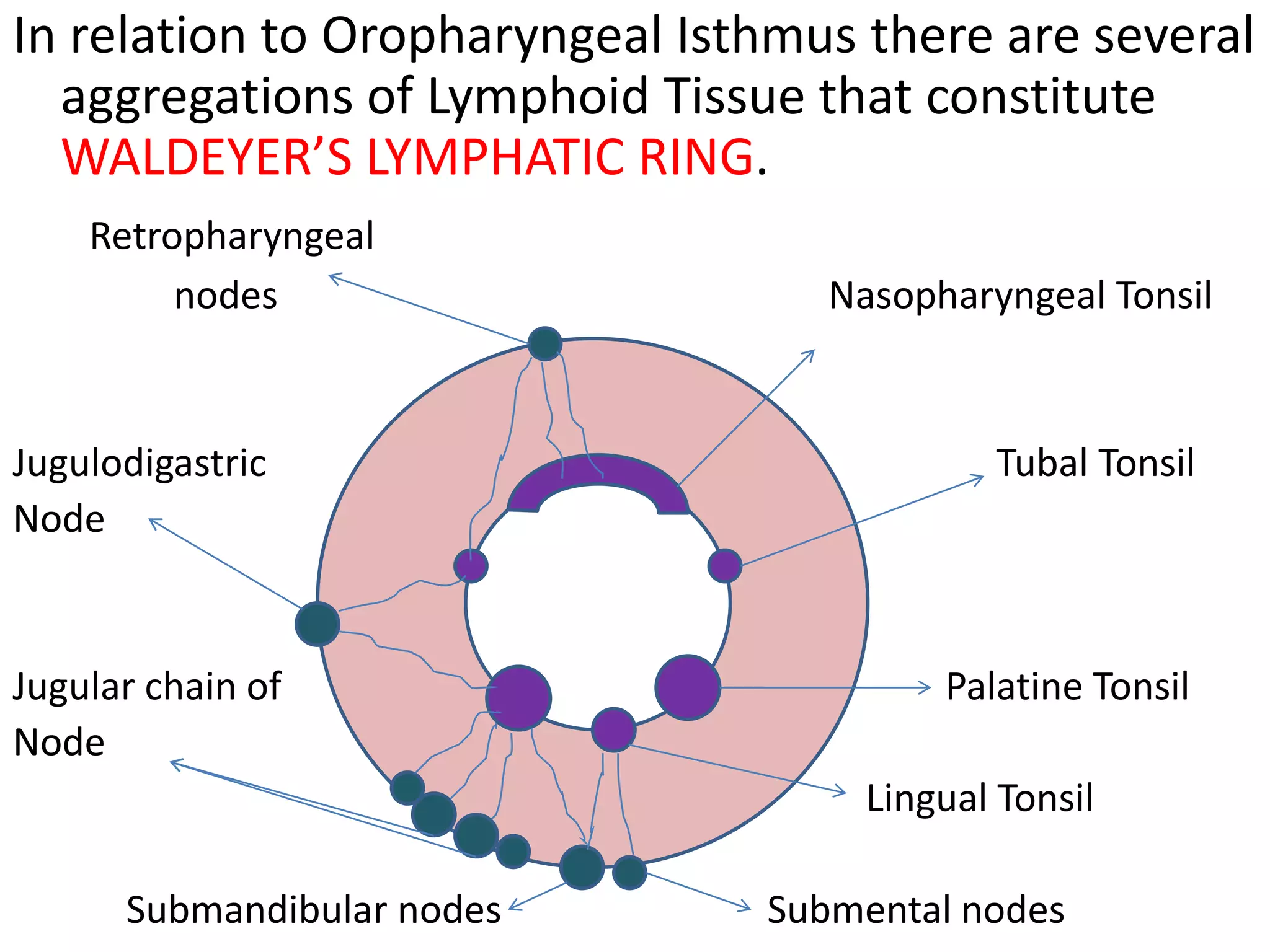 Anatomy of pharynx | PPTX