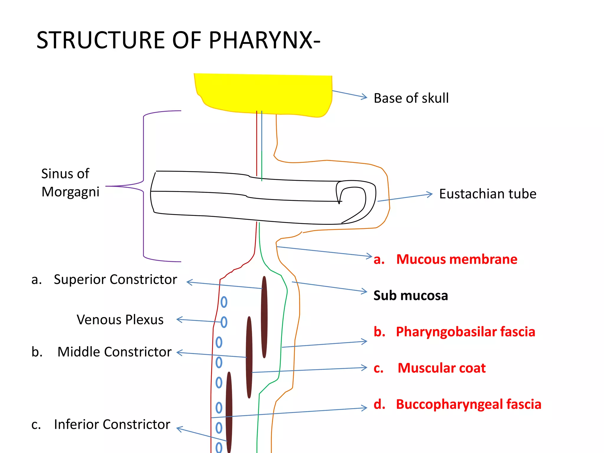 Anatomy of pharynx | PPTX
