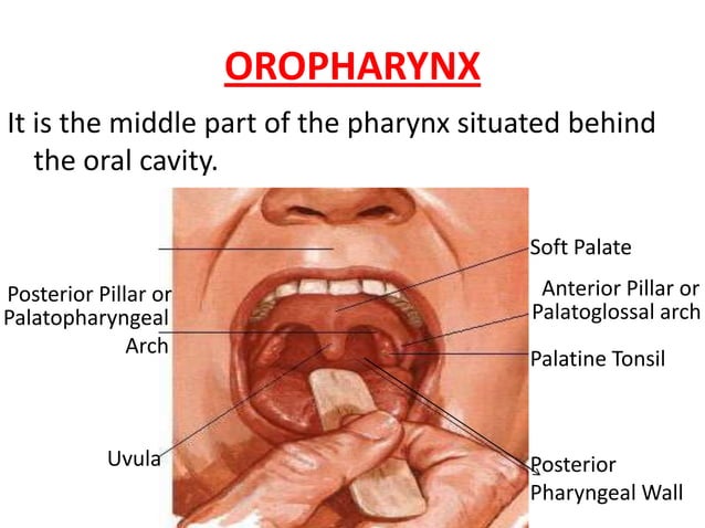 Anatomy of pharynx | PPTX