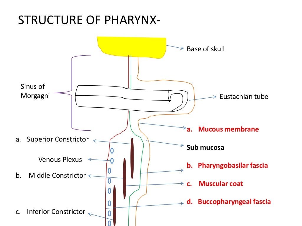 Pharynx Function