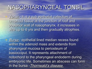 Anatomy of pharynx | PPT | Ear, Nose and Throat Conditions | Diseases ...