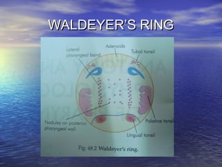 Waldeyers Ring Diagram