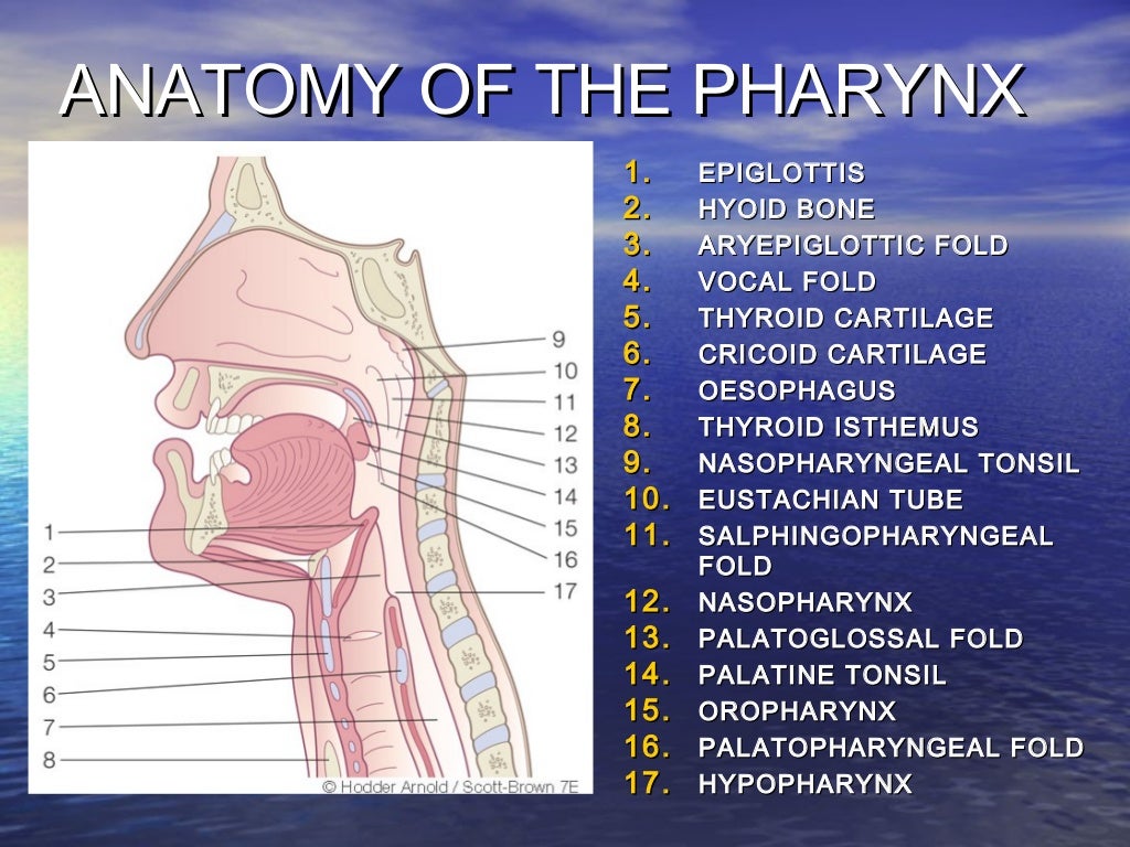 Anatomical Pharynx Regions at Joy Frederick blog