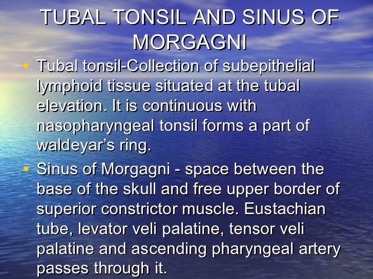 Tubal Tonsils