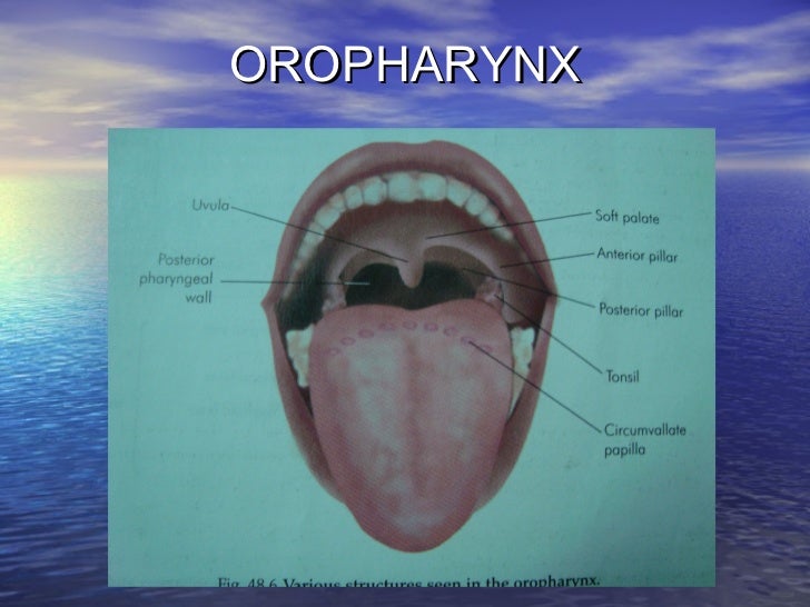 Anatomy of pharynx