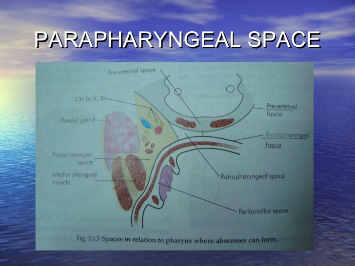 Anatomy of pharynx