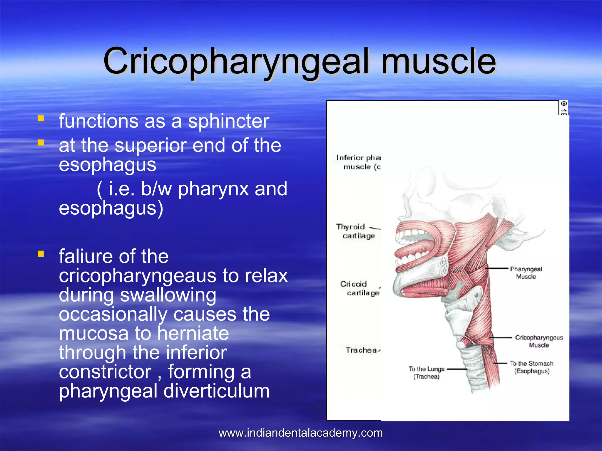 Anatomy of pharynx /certified fixed orthodontic courses by Indian ...