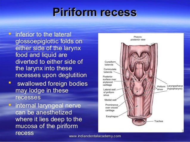 Anatomy of pharynx /certified fixed orthodontic courses by Indian den…
