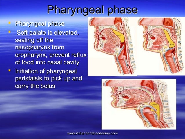 Anatomy of pharynx /certified fixed orthodontic courses by Indian den…
