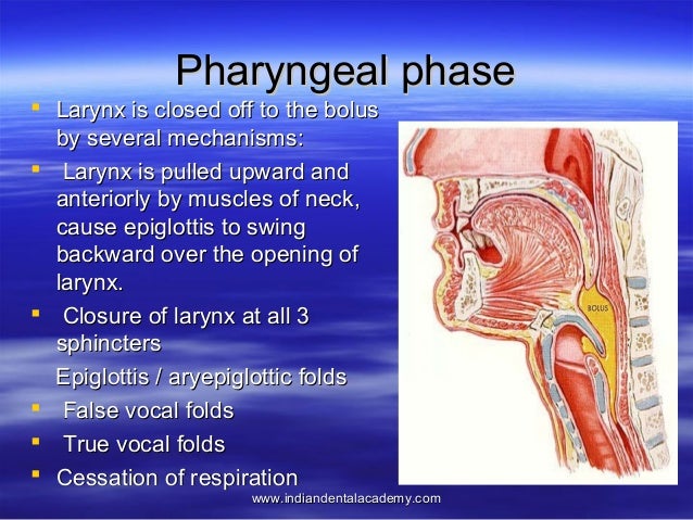Anatomy of pharynx /certified fixed orthodontic courses by Indian den…