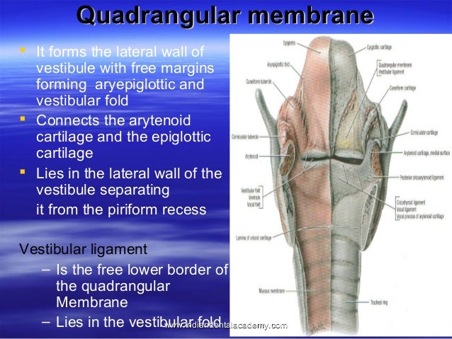 Anatomy of pharynx /certified fixed orthodontic courses by Indian den…