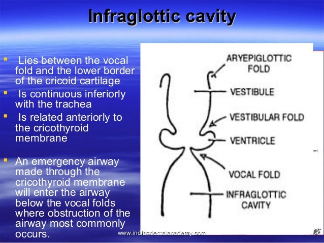 Anatomy of pharynx /certified fixed orthodontic courses by Indian den…