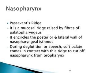 Anatomy of Pharynx | PPTX | Ear, Nose and Throat Conditions | Diseases ...