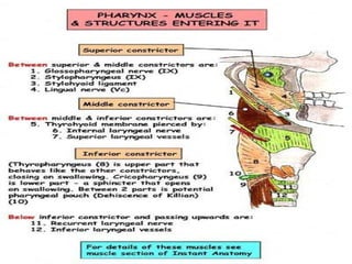 Anatomy of pharynx | PPT