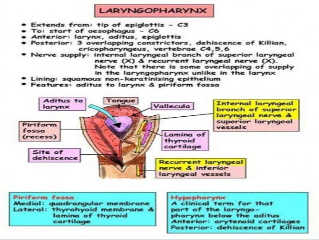 Pharynx Definition Anatomy Functions And Diagram