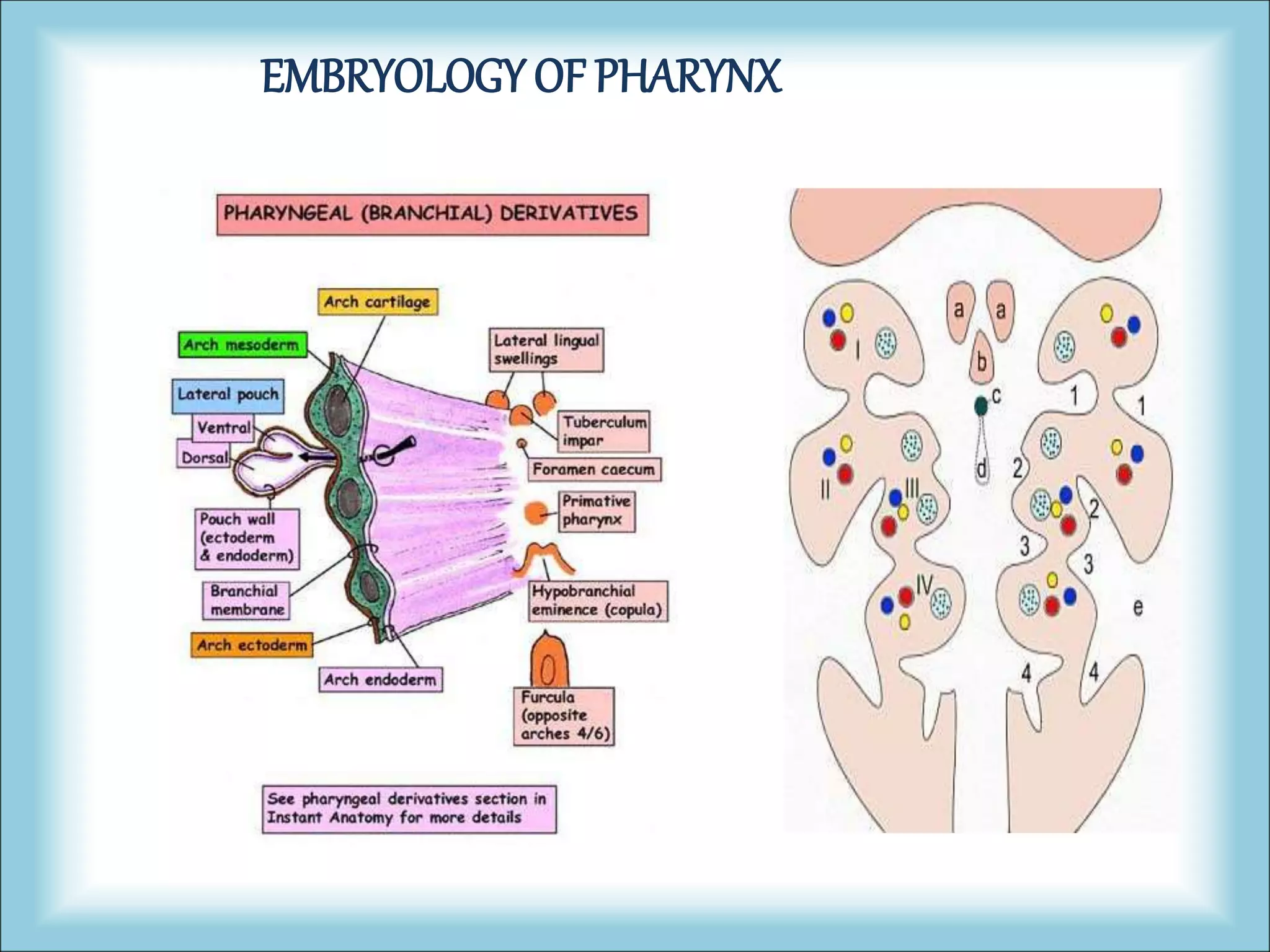 Anatomy of pharynx | PPTX
