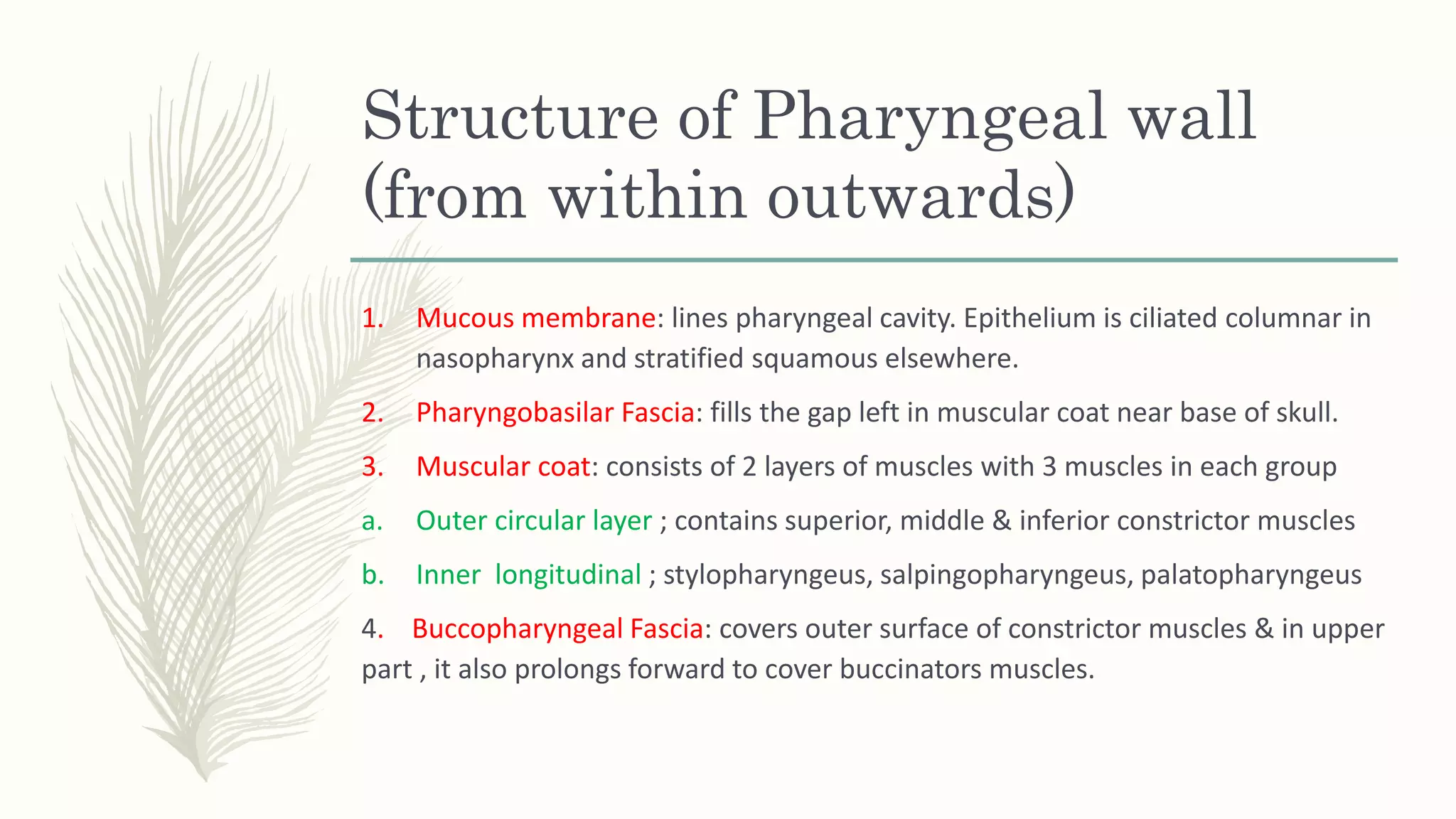 Anatomy of pharynx | PPTX