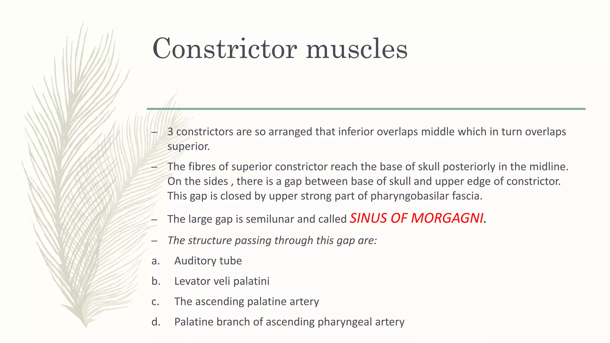 Anatomy of pharynx | PPTX