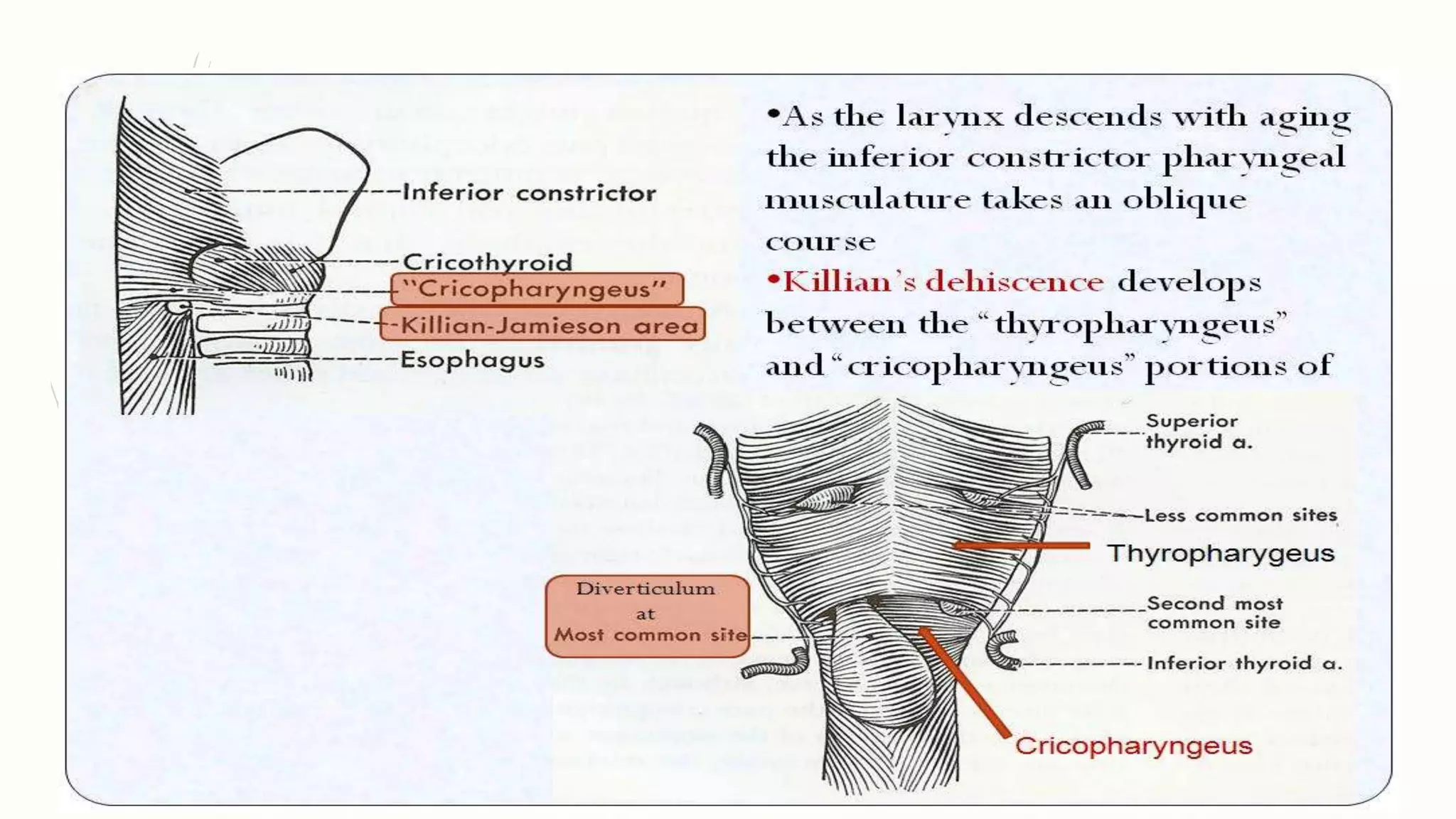 Anatomy of pharynx | PPTX