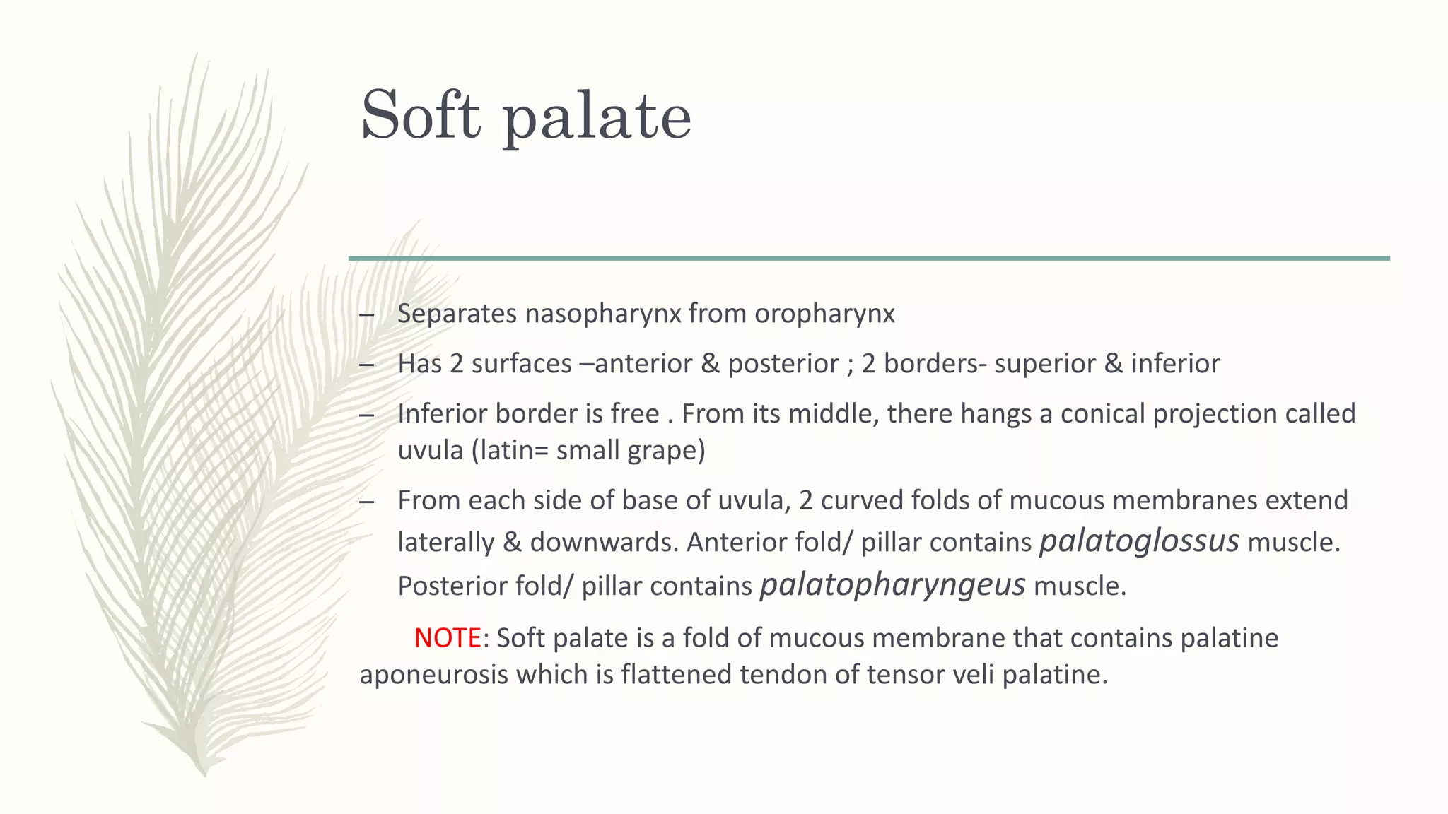 Anatomy of pharynx | PPTX