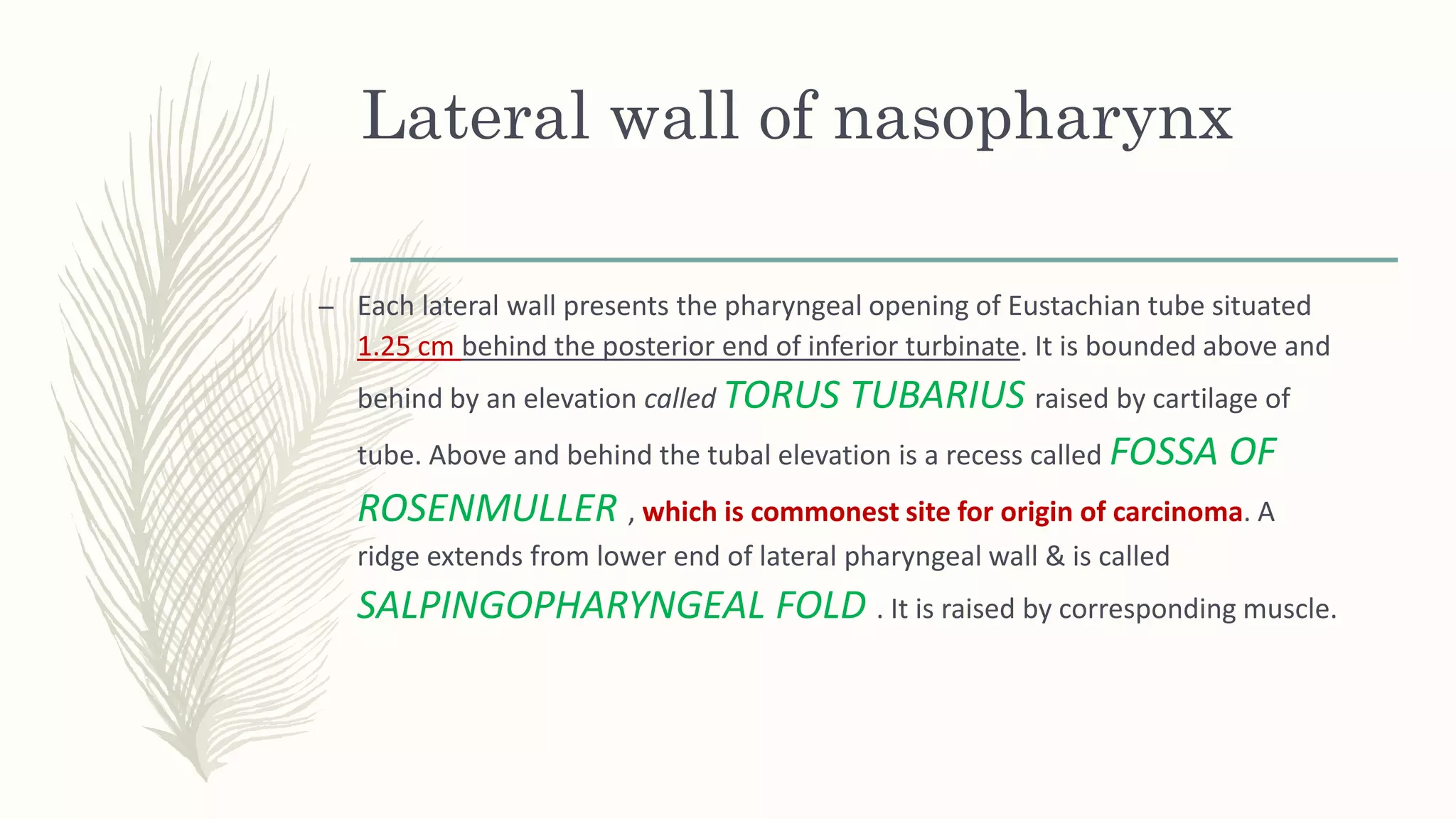 Anatomy of pharynx | PPTX
