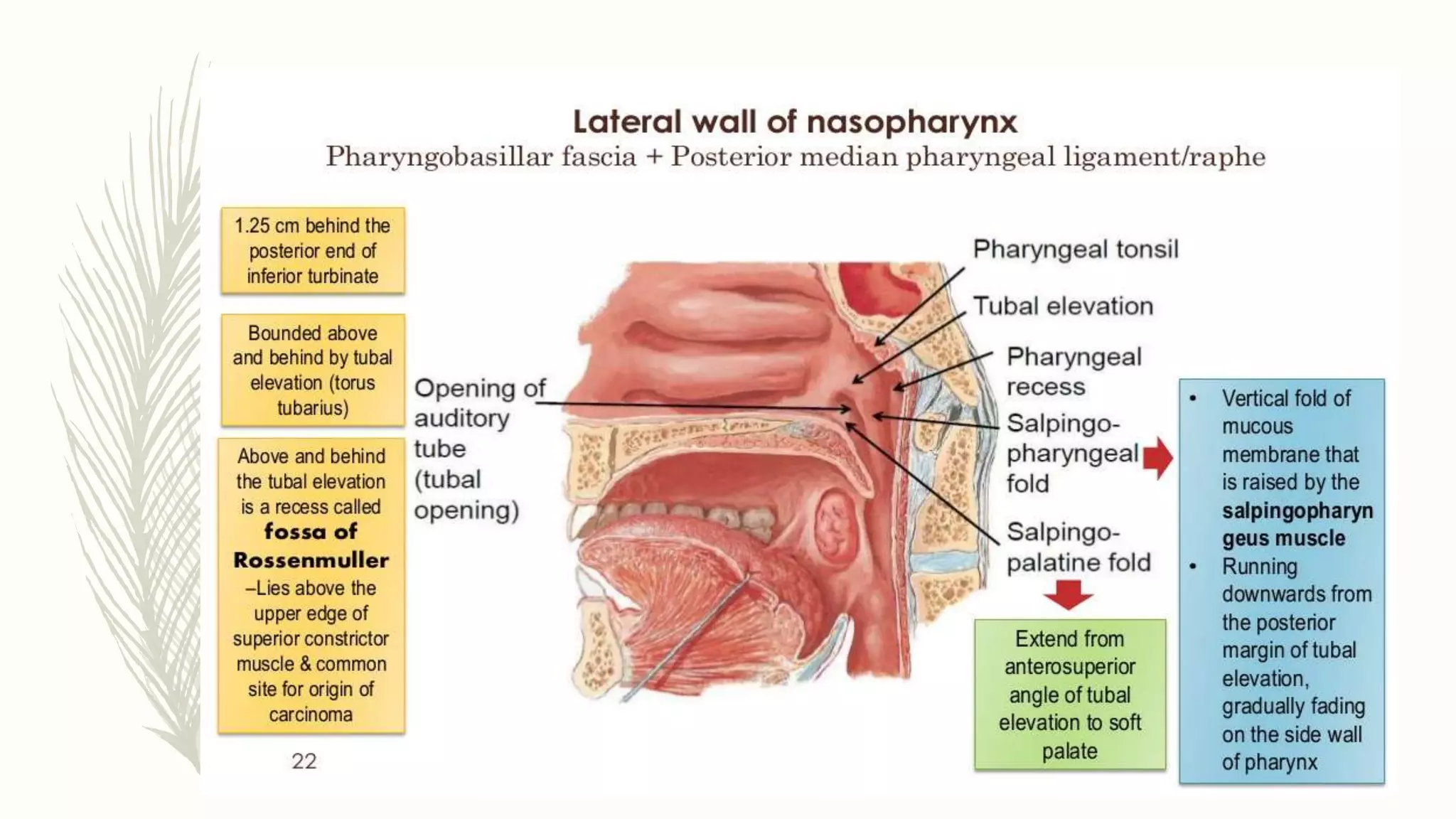 Anatomy of pharynx | PPTX