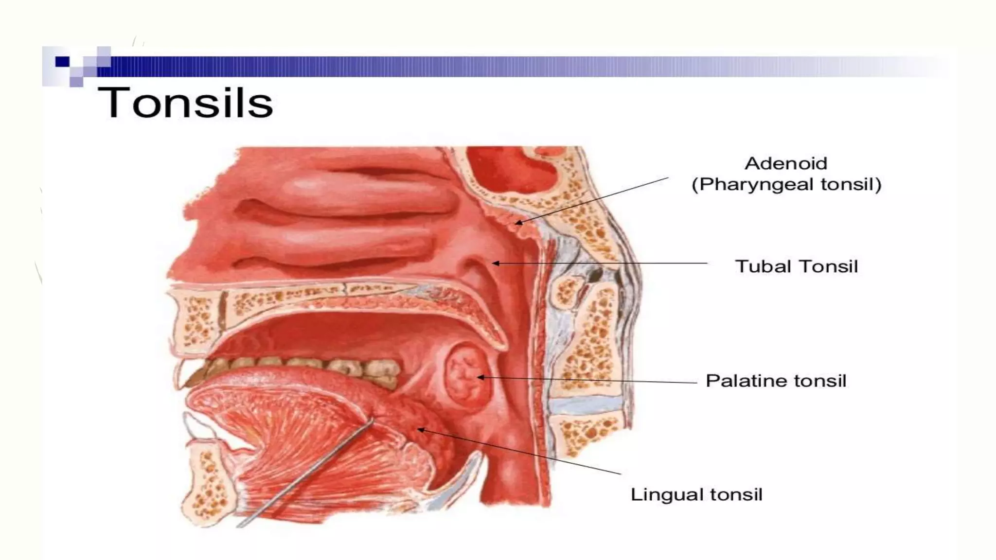 Anatomy of pharynx | PPTX