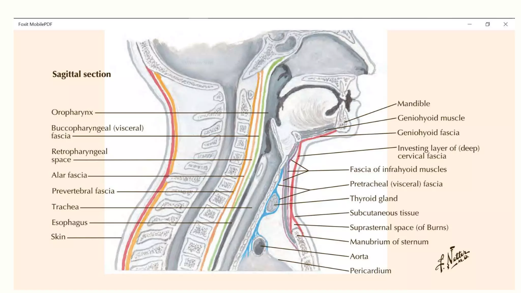 Anatomy of pharynx | PPTX