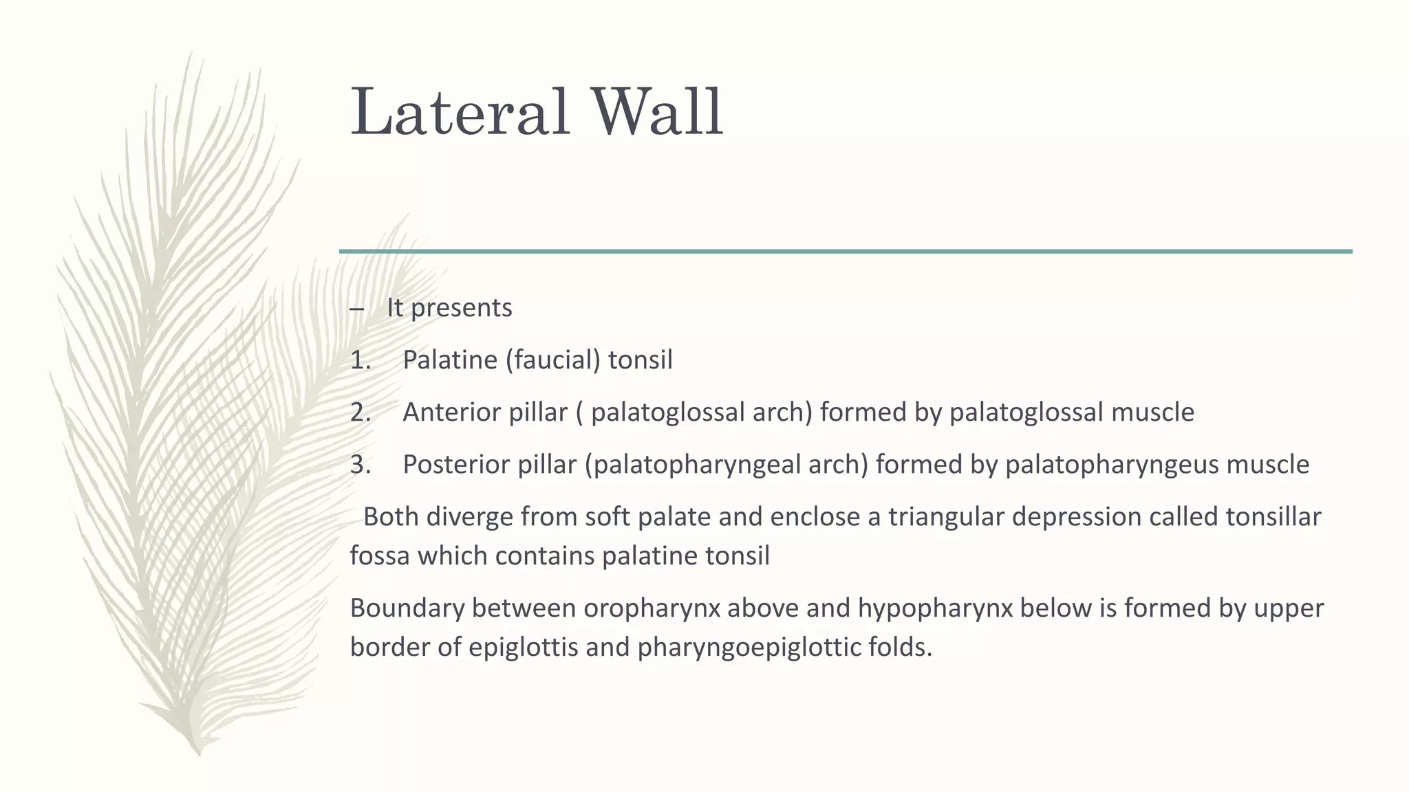 Anatomy of pharynx | PPTX