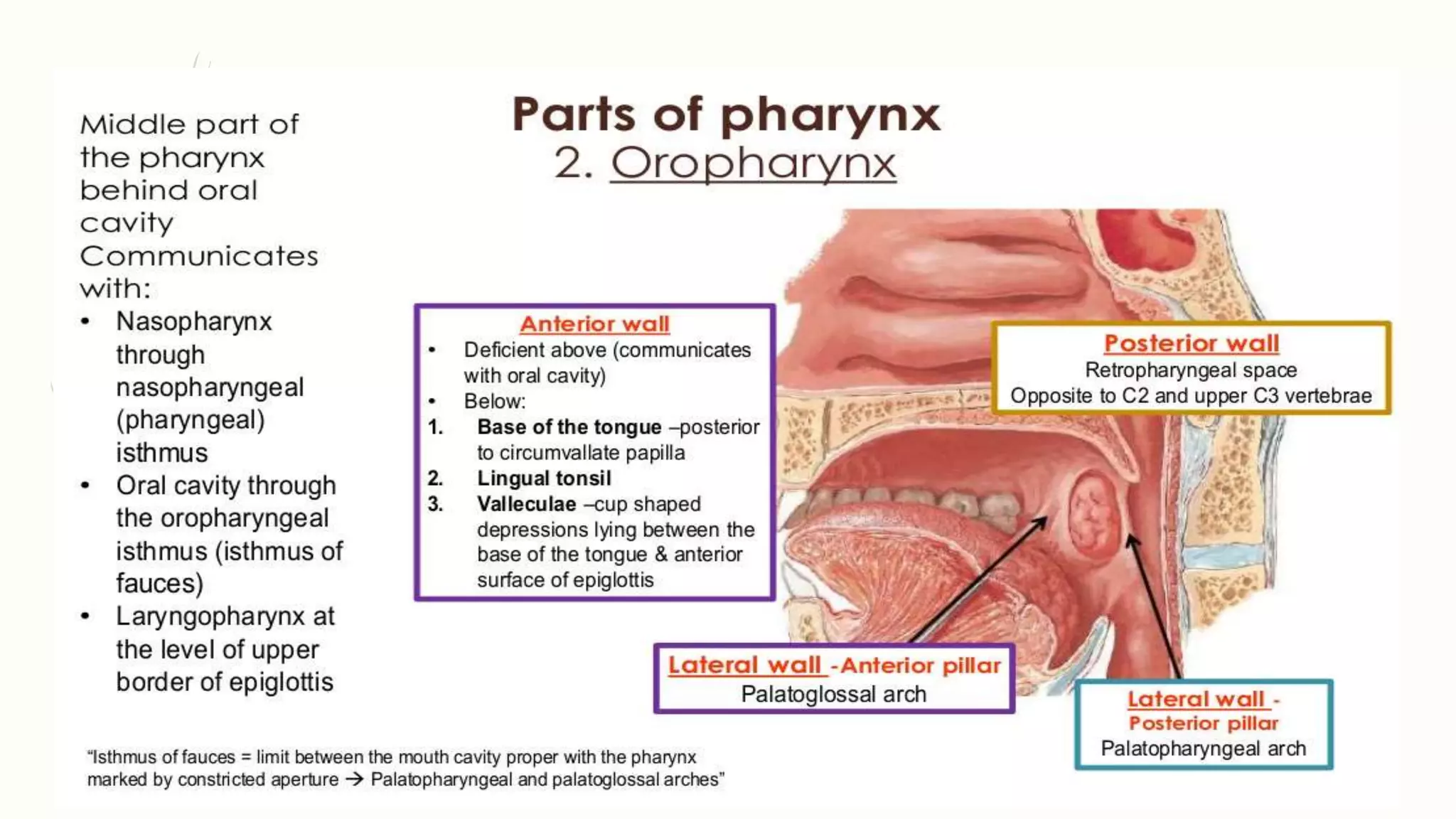 Anatomy of pharynx | PPTX