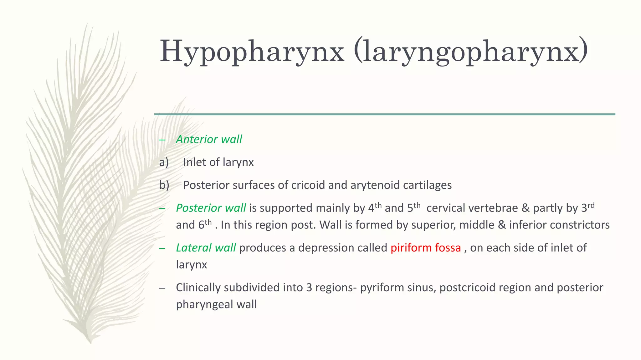 Anatomy of pharynx | PPTX