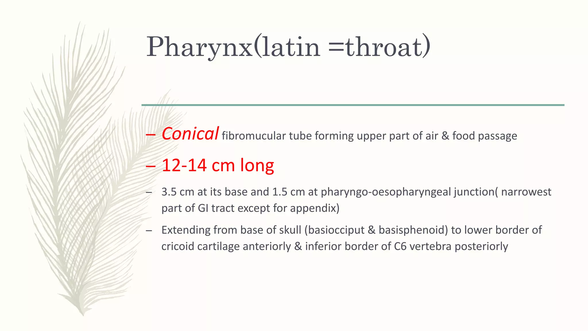 Anatomy of pharynx | PPTX