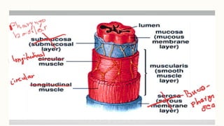 Anatomy of pharynx | PPTX