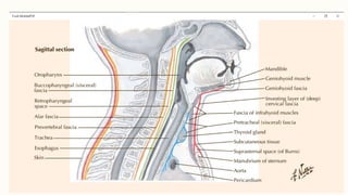Anatomy of pharynx | PPTX