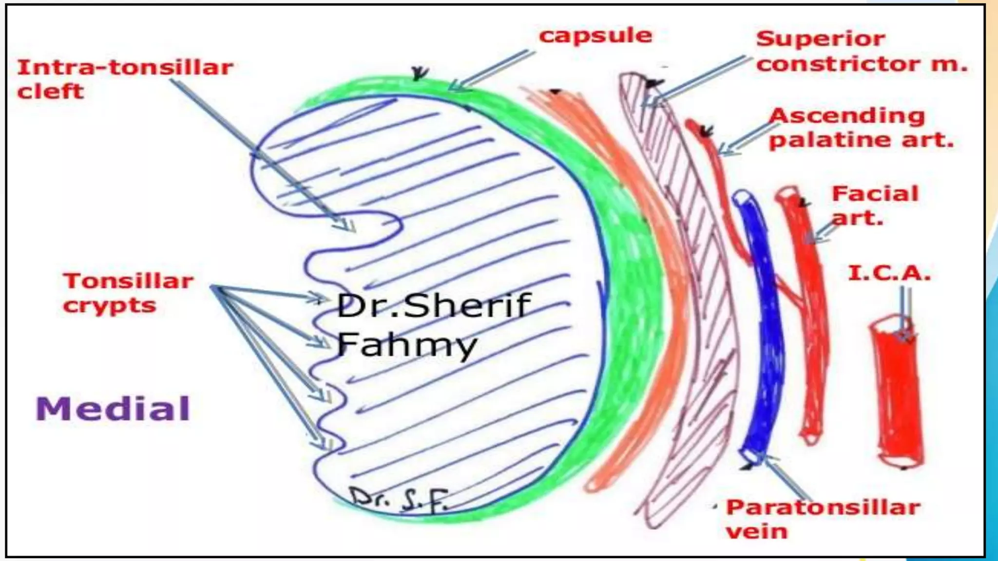 Anatomy of pharynx | PPTX