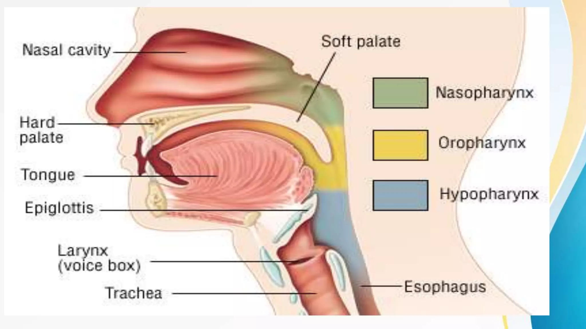 Anatomy of pharynx | PPTX