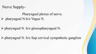 Anatomy of pharynx | PPTX