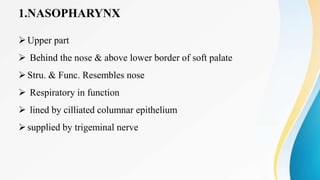 Anatomy of pharynx | PPTX