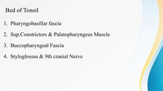 Anatomy of pharynx | PPTX