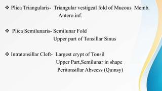 Anatomy of pharynx | PPTX