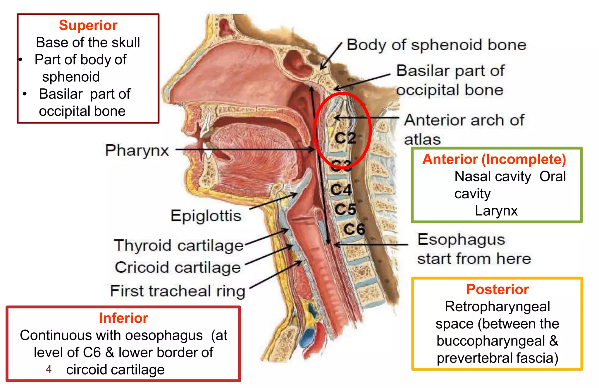 Anatomy of Pharynx | PPTX