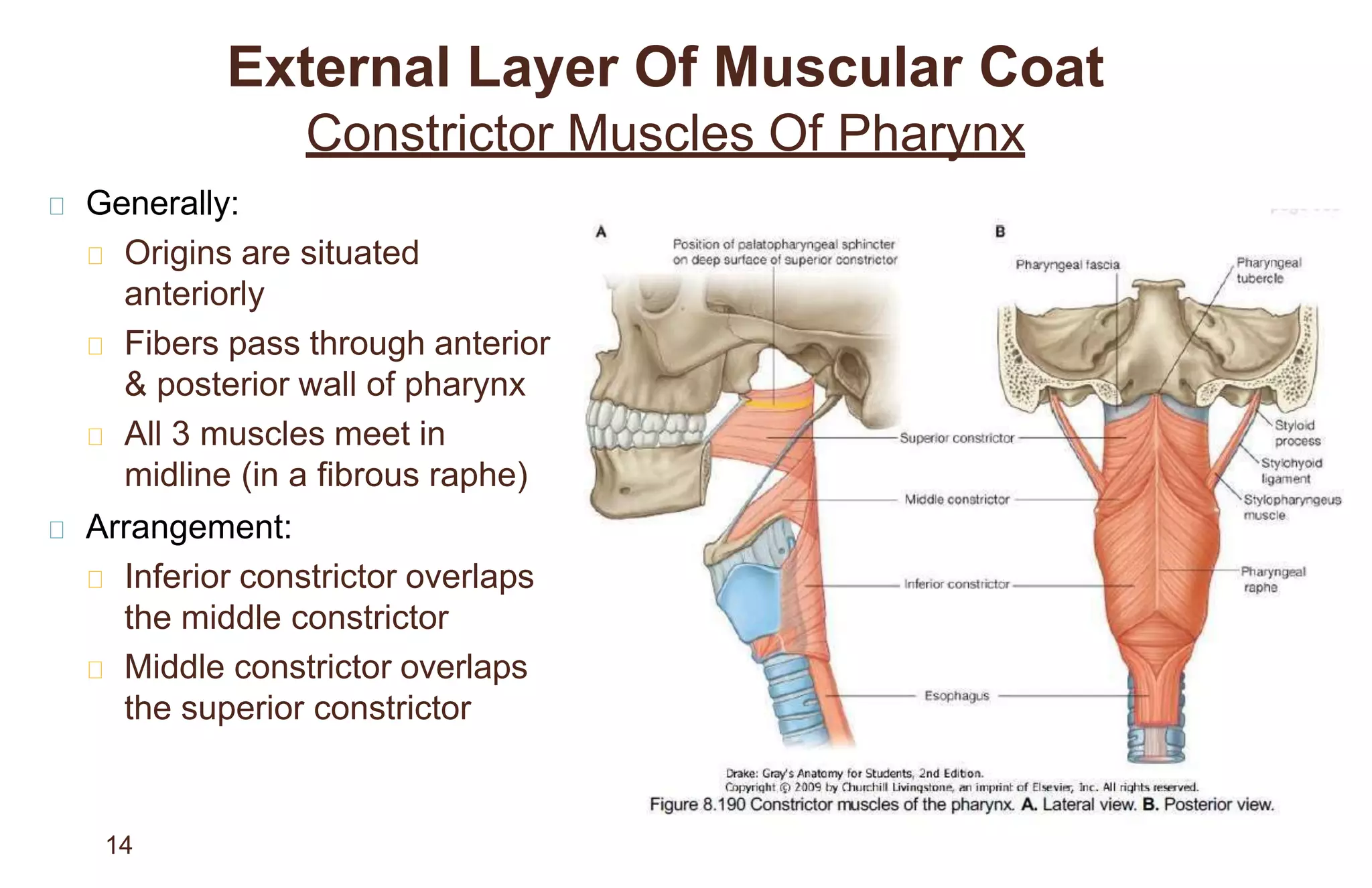 Anatomy Of Pharynx Pptx