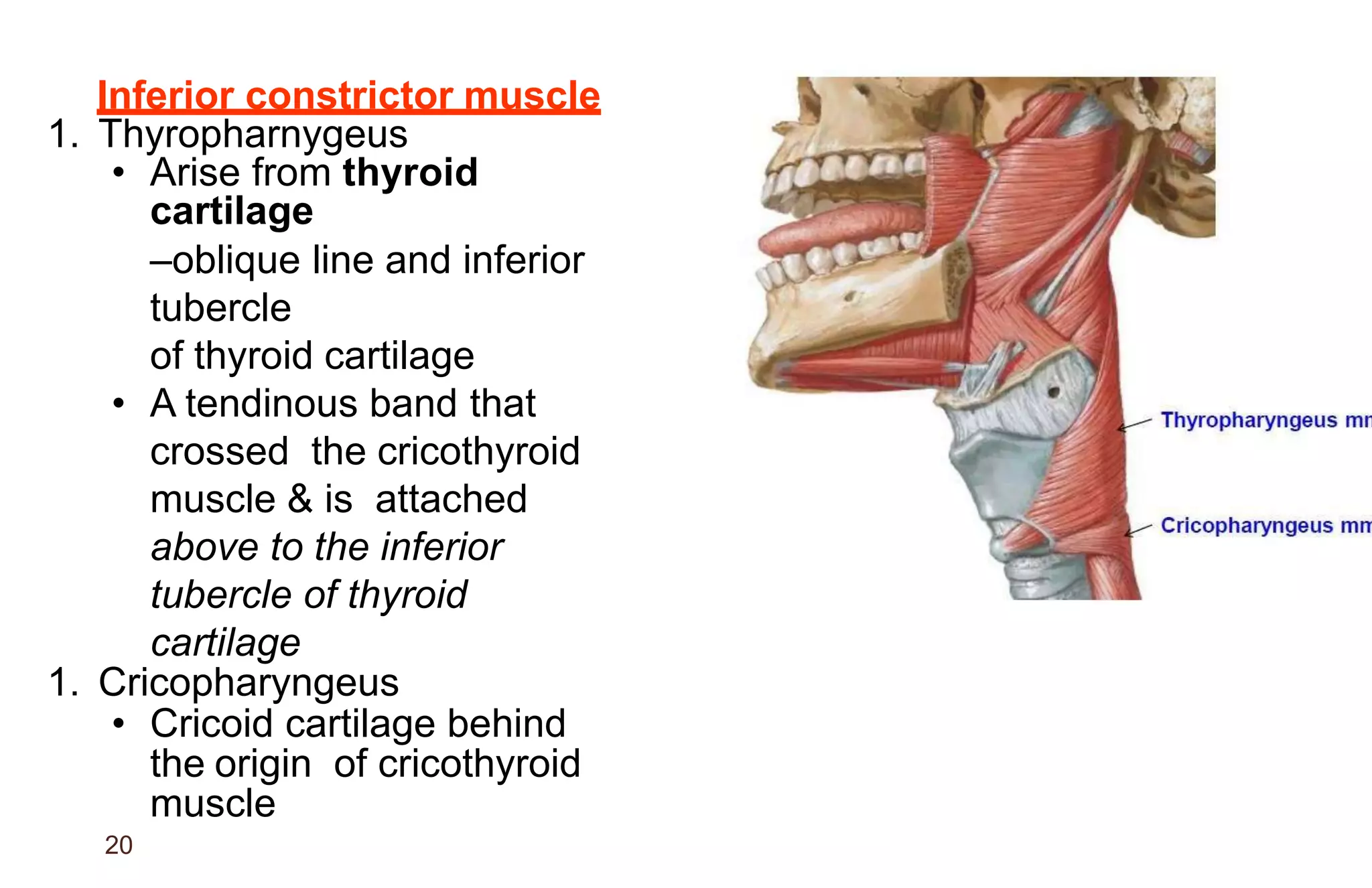 Anatomy of Pharynx | PPTX