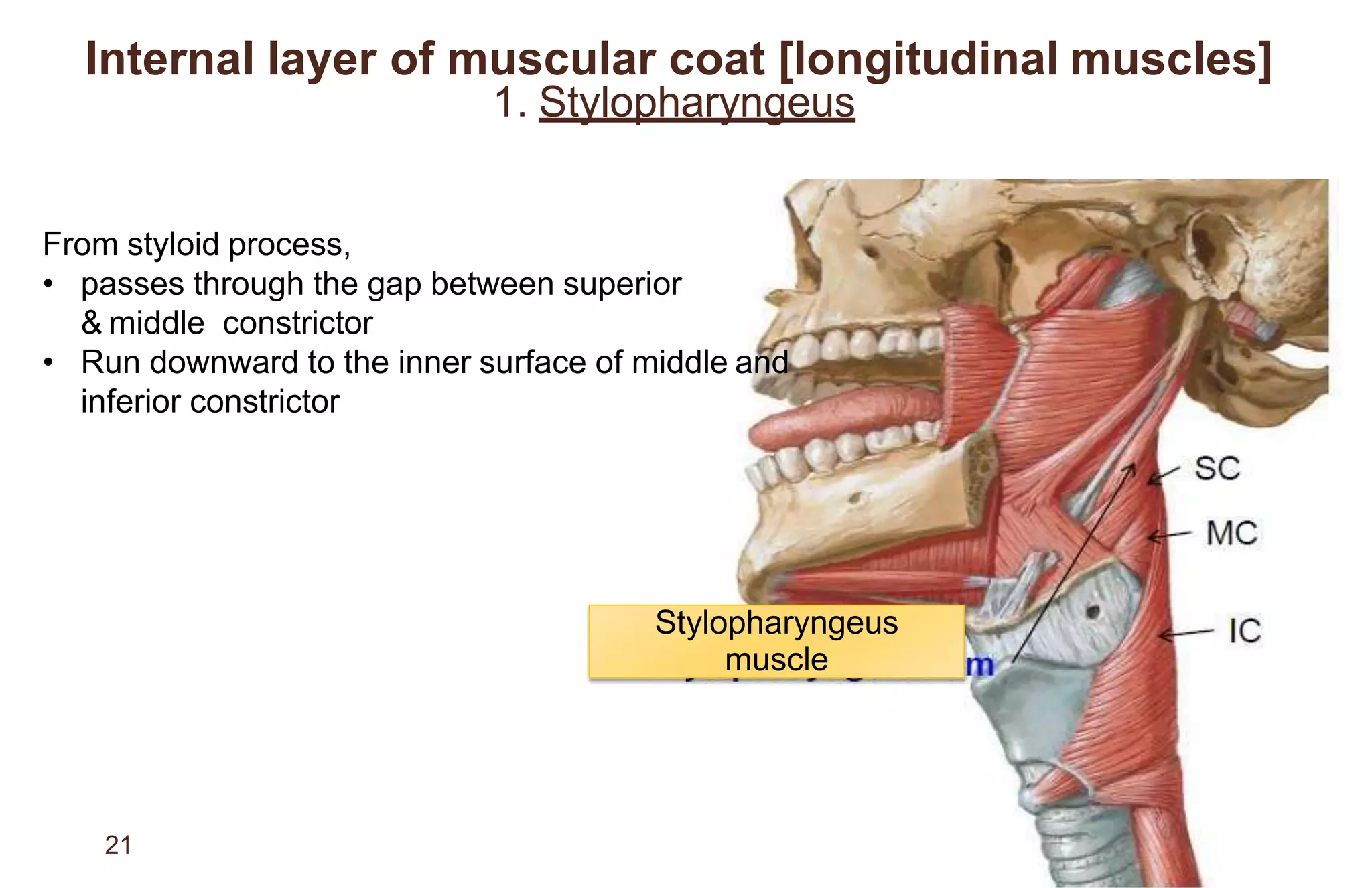 Anatomy of Pharynx | PPTX