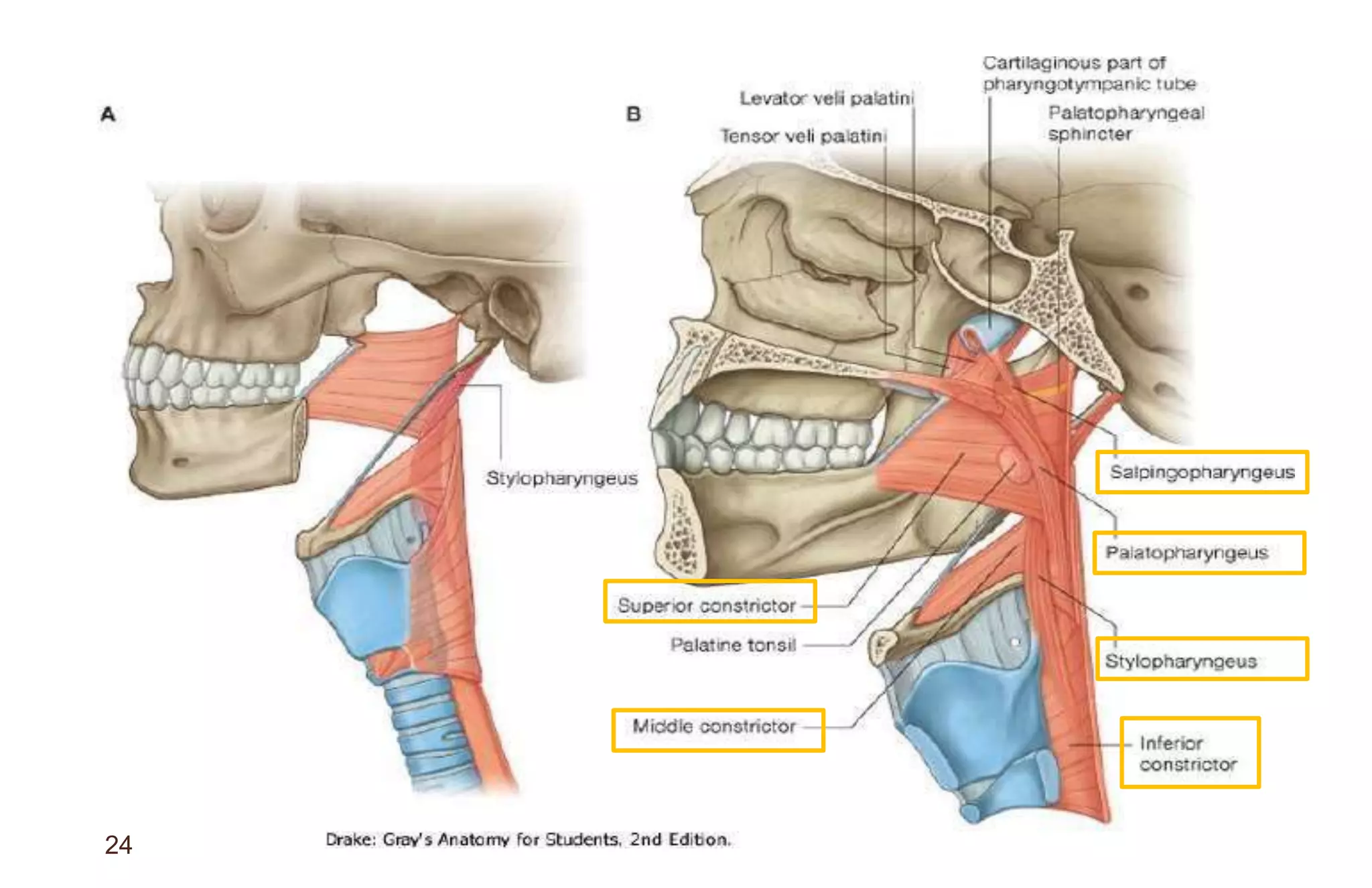 Anatomy of Pharynx | PPTX