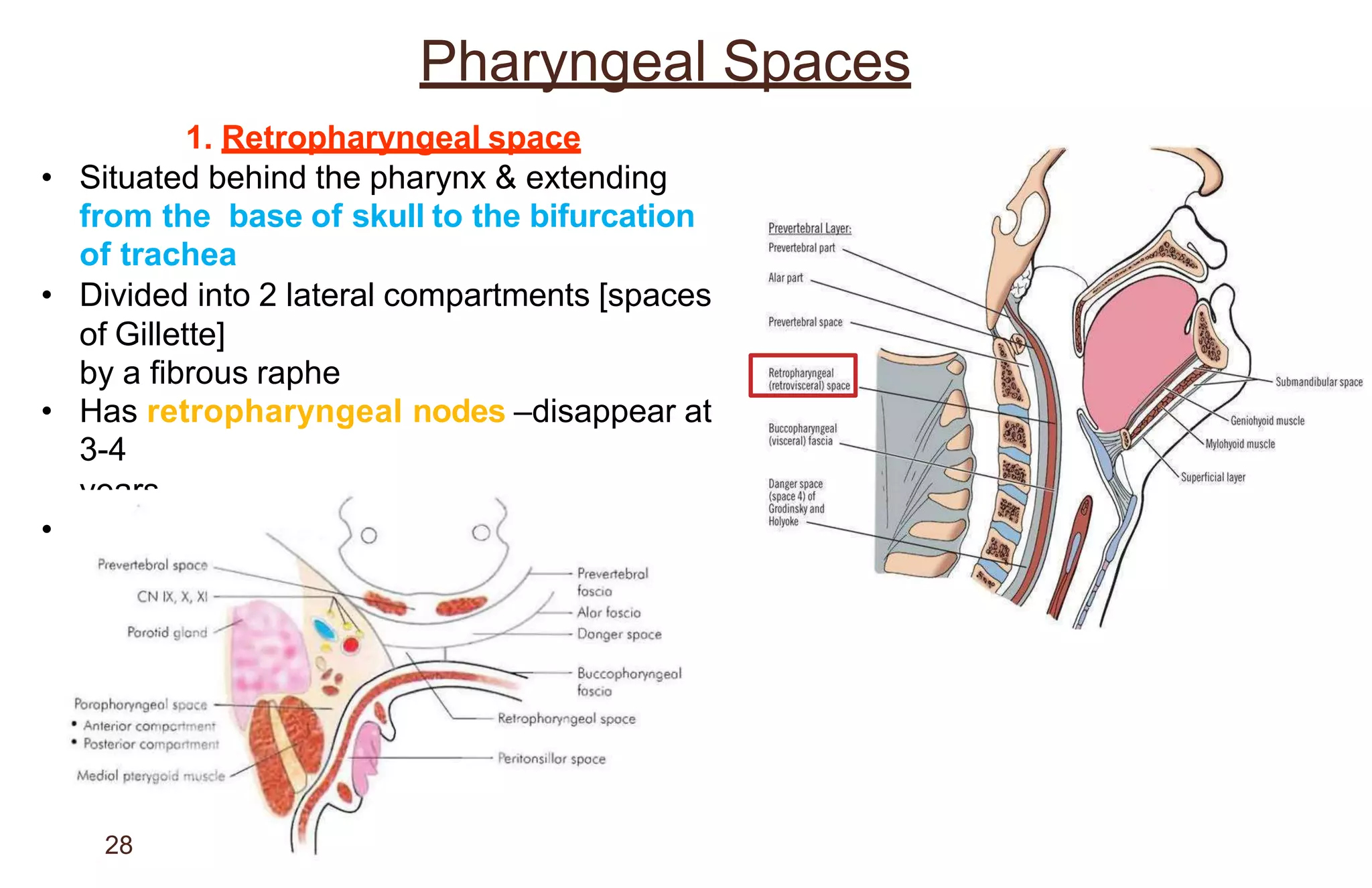 Anatomy of Pharynx | PPTX