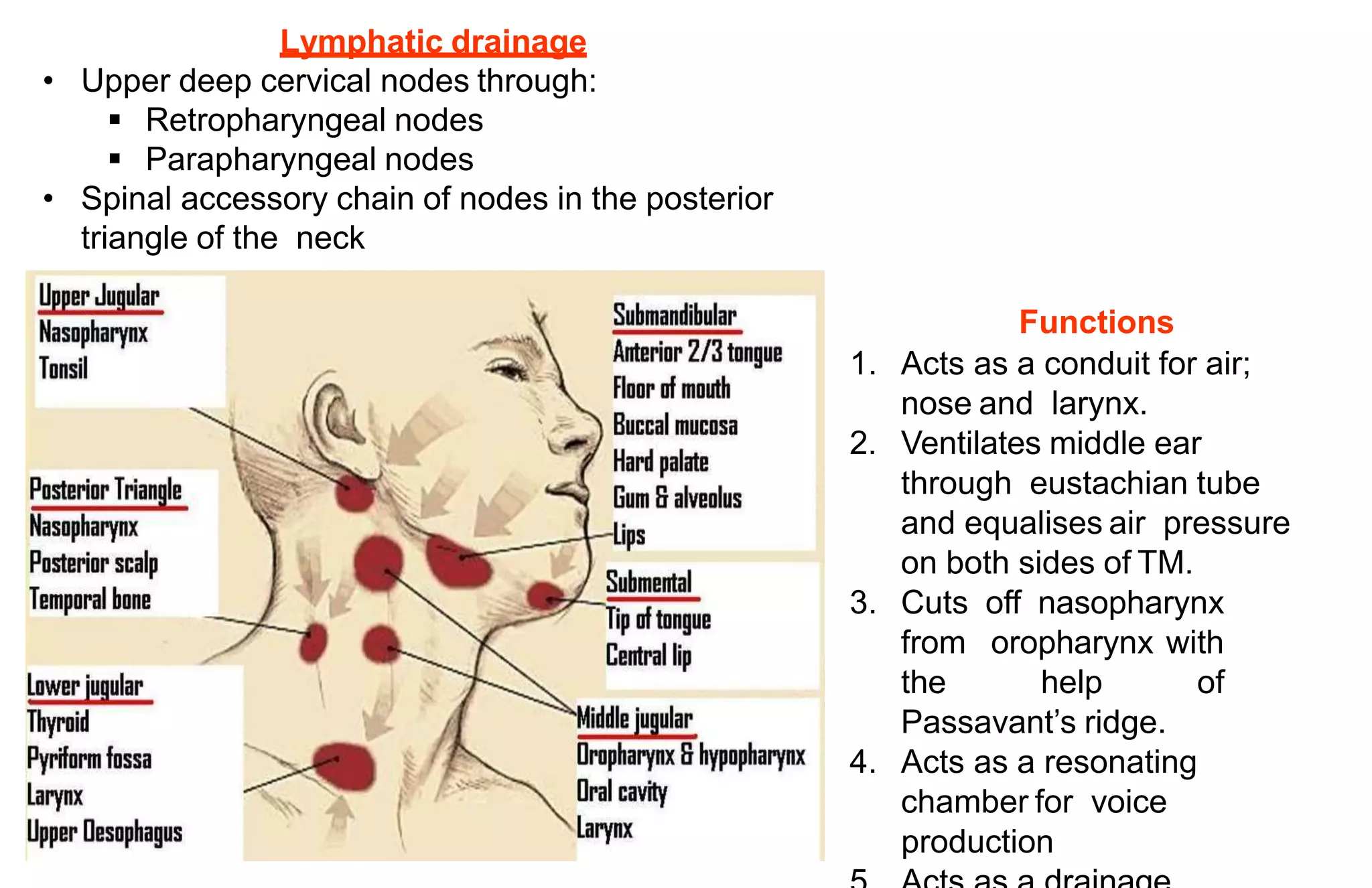 Anatomy of Pharynx | PPTX