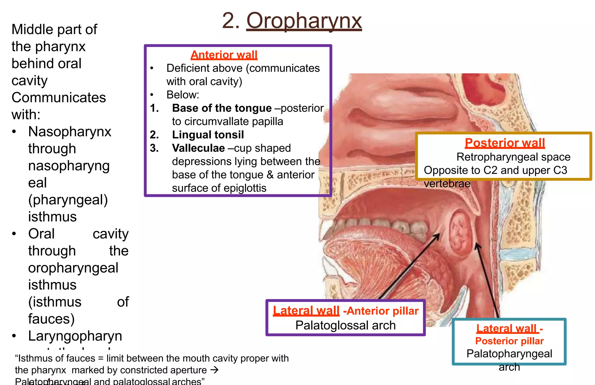 Anatomy of Pharynx | PPTX